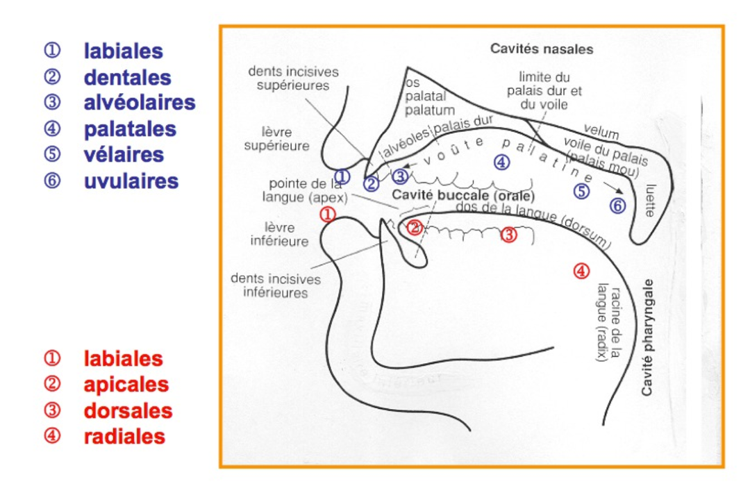 Classification des consonnes – Aux Petits Soins, LLC™